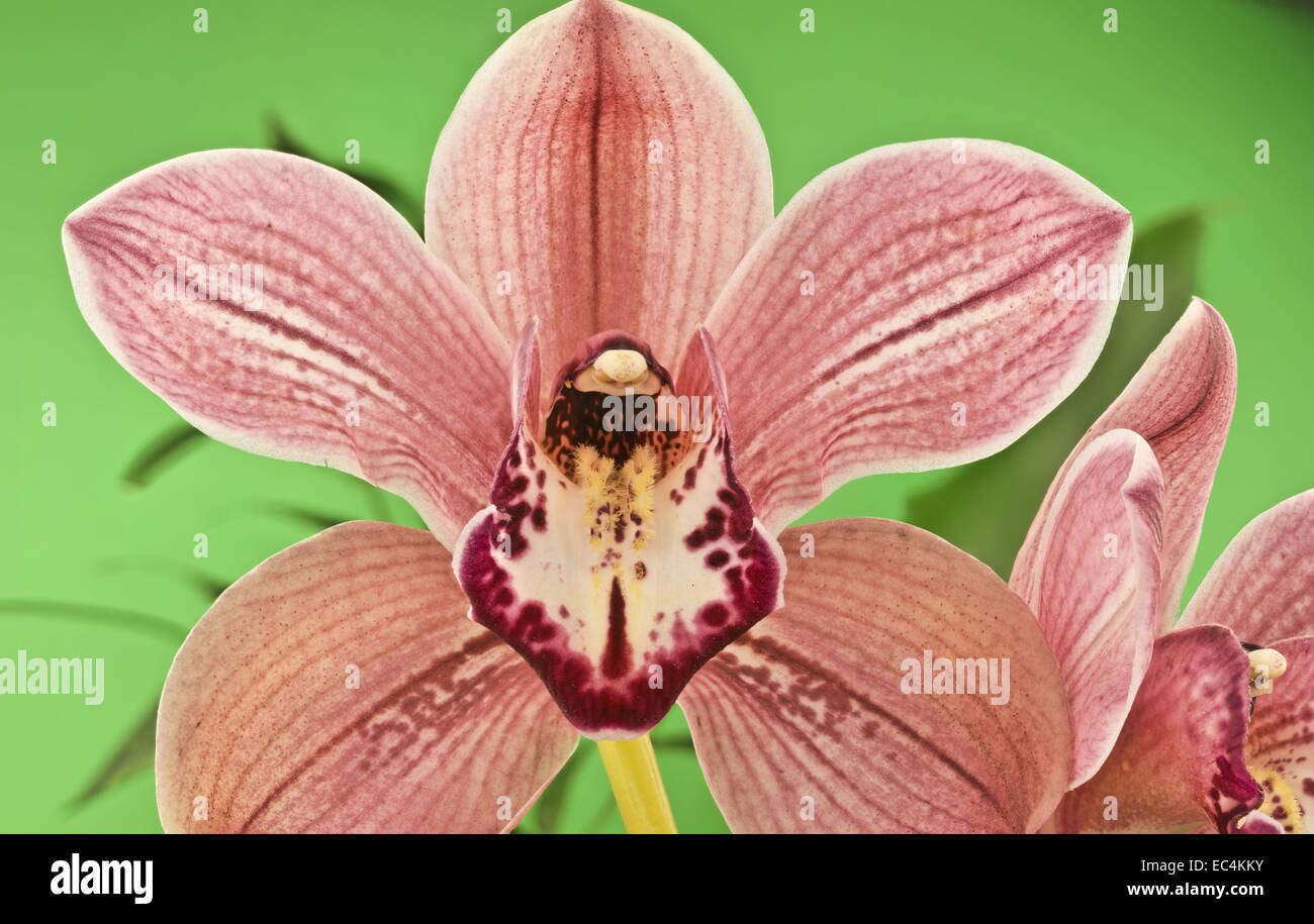 Orchid cymbidium blossoms hi-res stock photography and images - Alamy