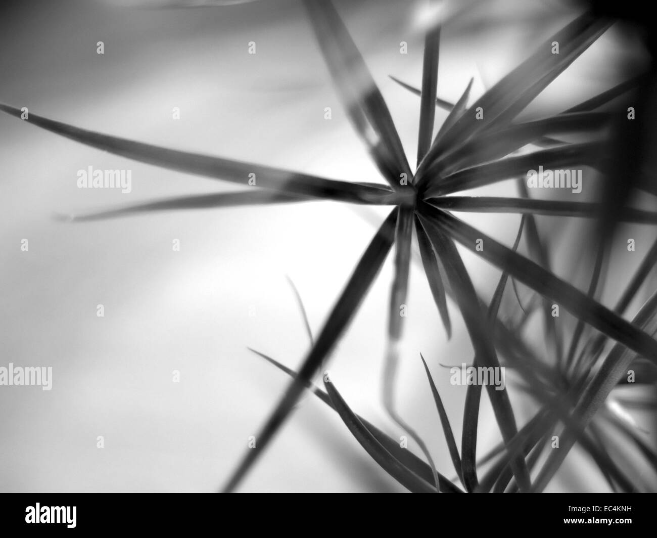 Tree internal Black and White Stock Photos & Images - Alamy