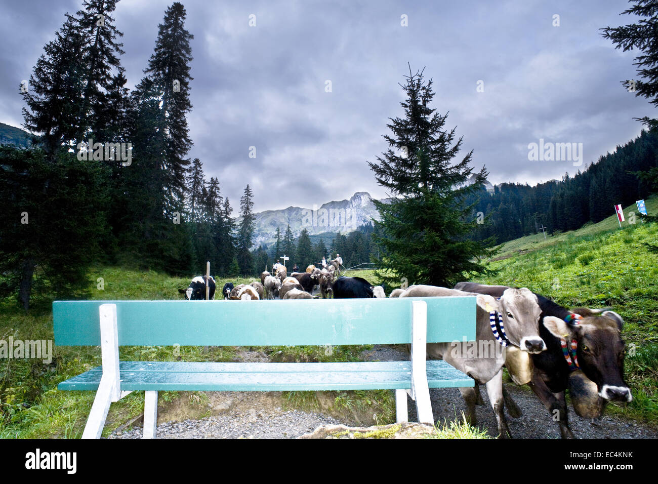 Bench with cows in the alps Stock Photo - Alamy