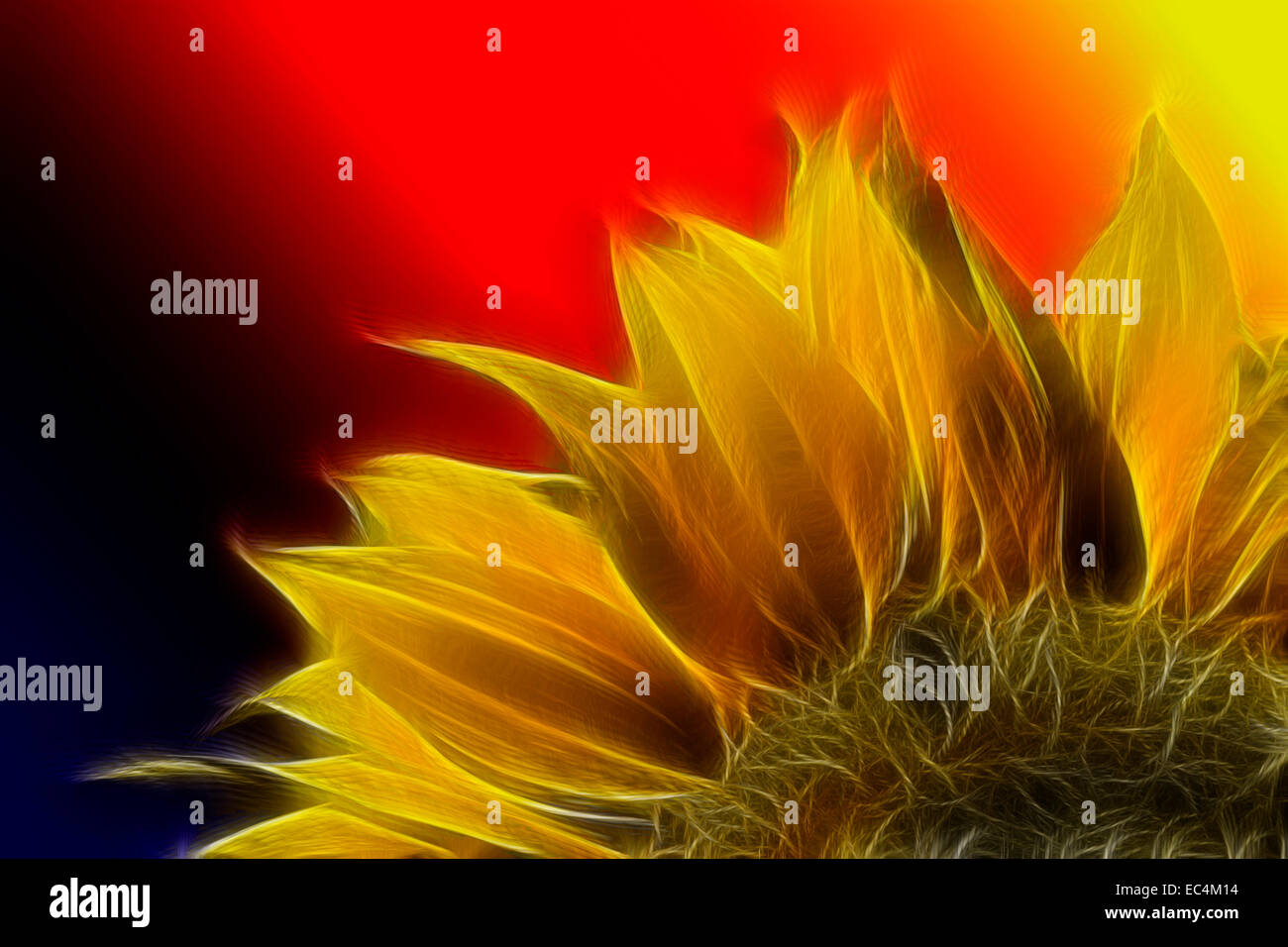 Digital sunflower hi-res stock photography and images - Alamy
