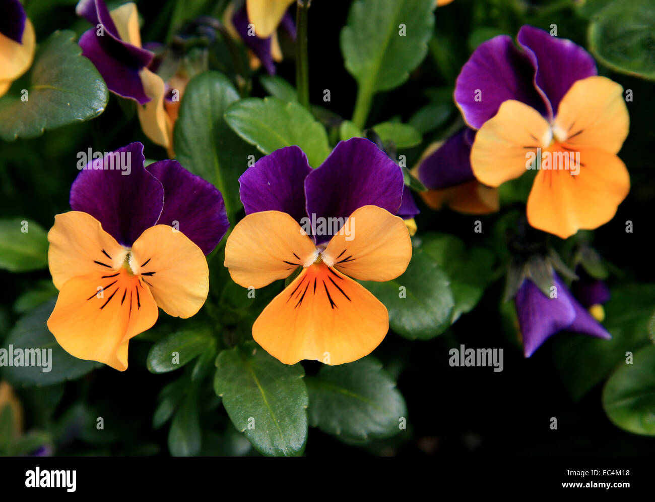 Viola section hi-res stock photography and images - Alamy