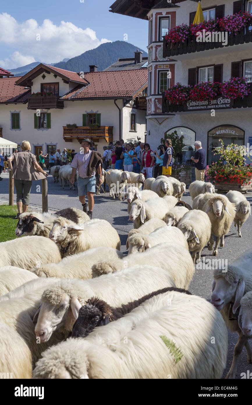 Almabtrieb festival hi-res stock photography and images - Alamy