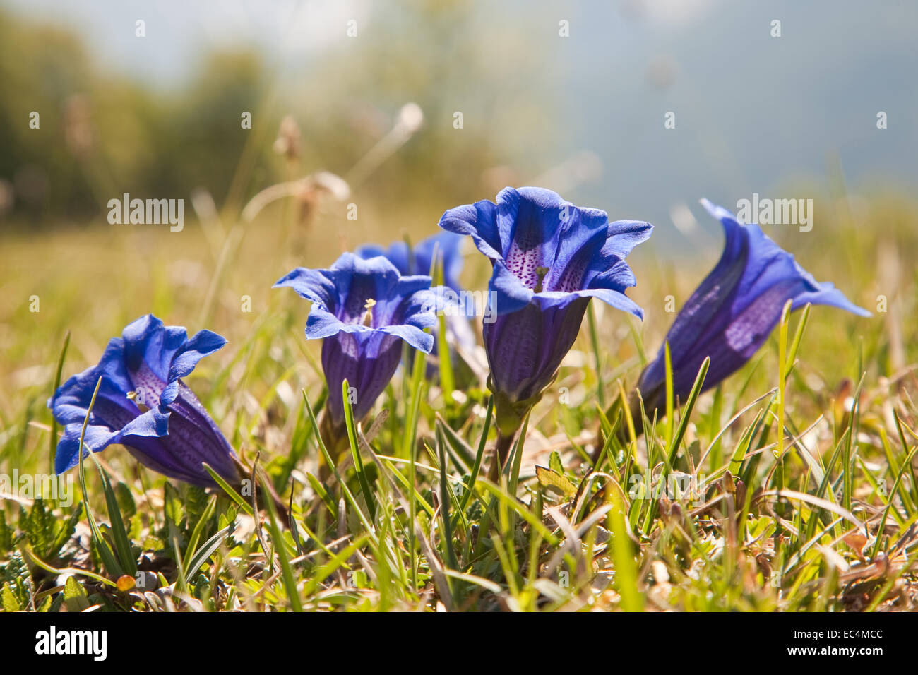 Blue gentian hi-res stock photography and images - Alamy