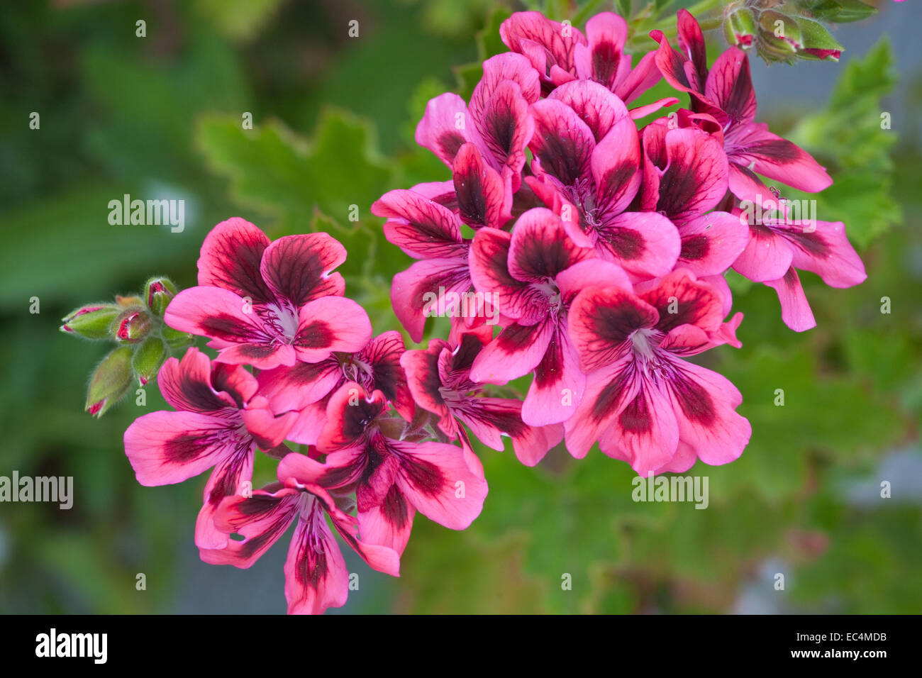 Two-colored geraniums, an eye-catcher in any garden Stock Photo - Alamy