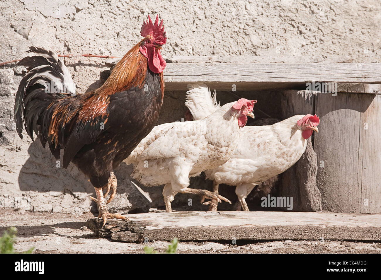 Strutting rooster with his harem on a Tyrolean farmhouse Stock Photo ...