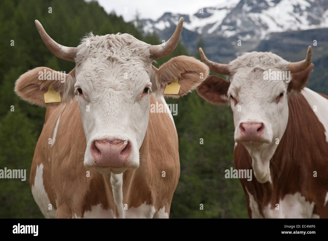 Portrait of two cows Stock Photo - Alamy