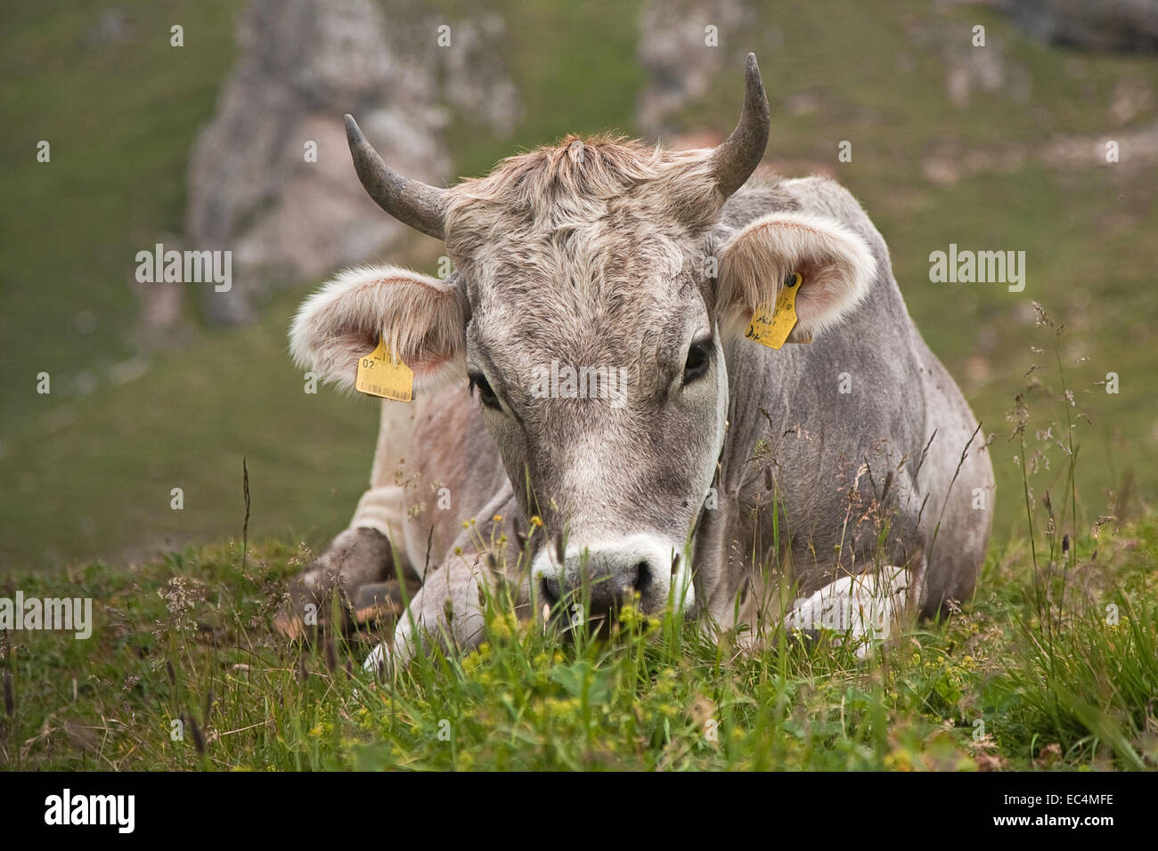 Cow enjoying their vacation on the mountain Stock Photo - Alamy