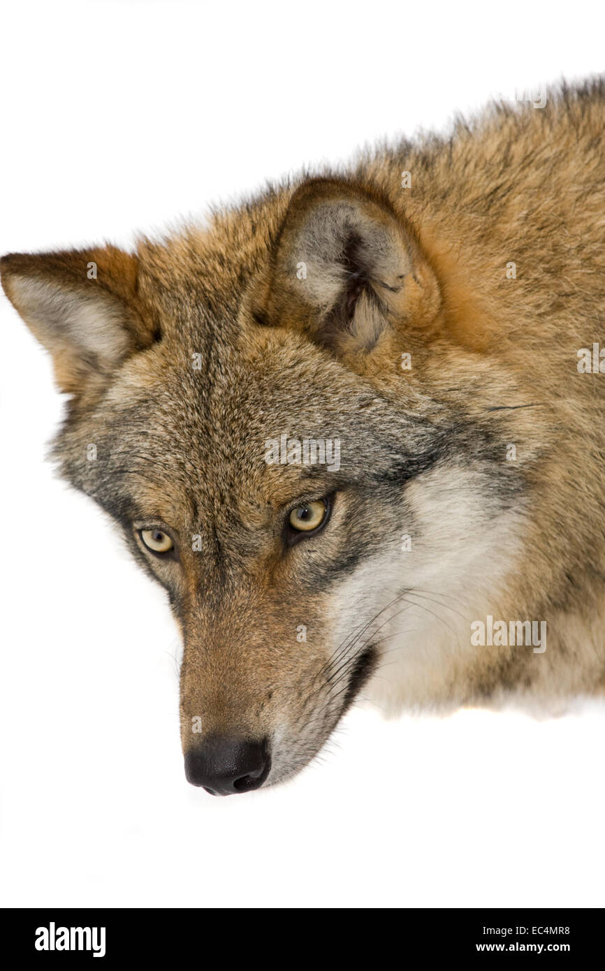 Wolf images hi-res stock photography and images - Alamy