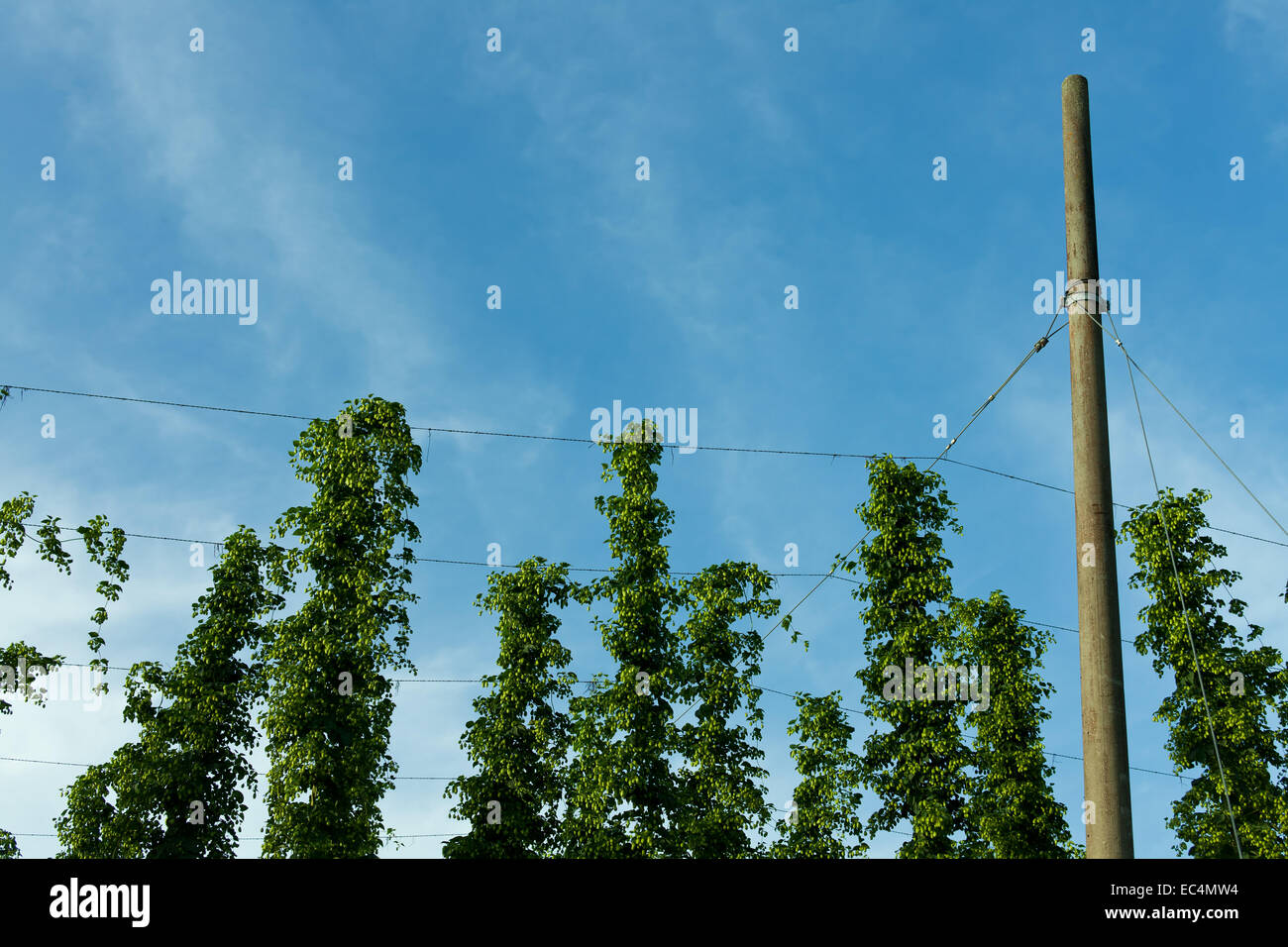 hop field detail Stock Photo - Alamy