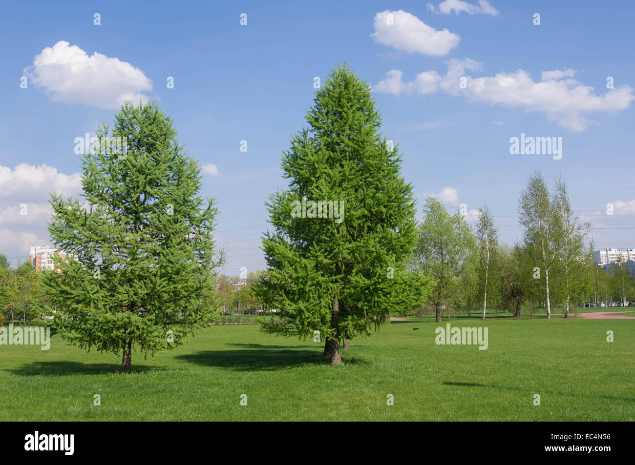 Fir trees in a park hi-res stock photography and images - Alamy