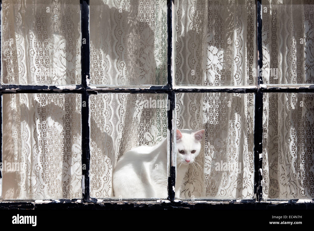 cat in the window Stock Photo - Alamy