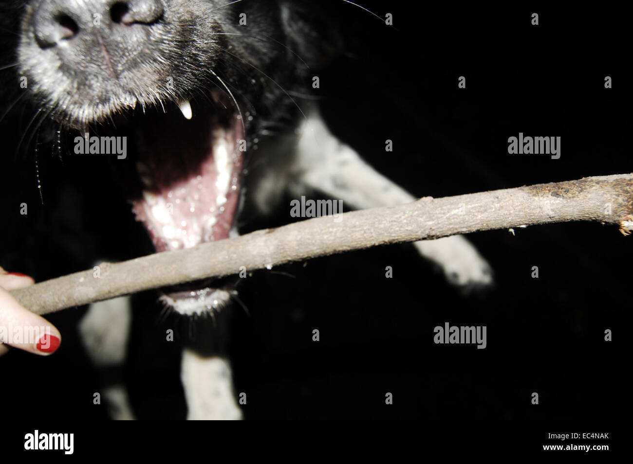 Dog jumps up and grabs a stick Stock Photo - Alamy