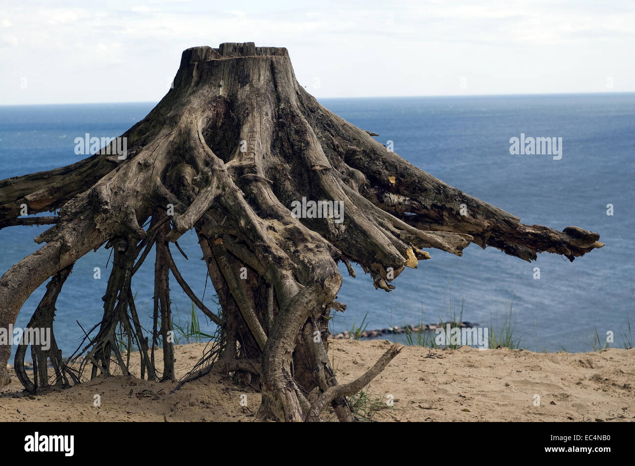 root of a tree at the beach Stock Photo - Alamy