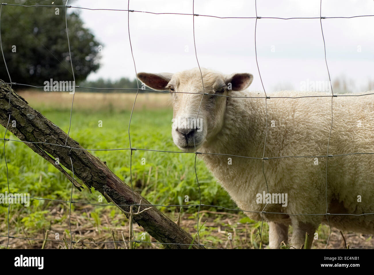 Sheep looks behind hi-res stock photography and images - Alamy