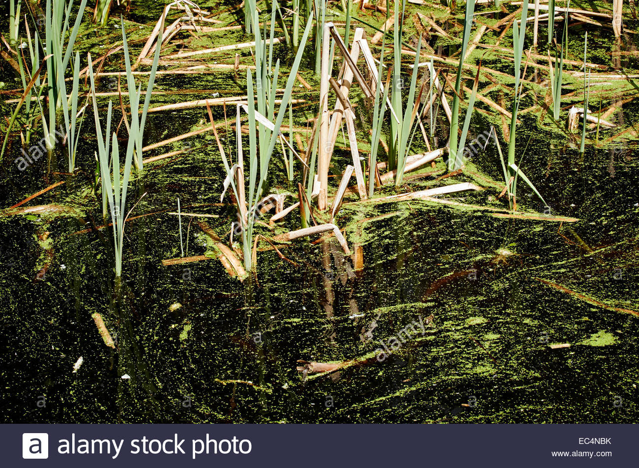 Blanketweed Pond High Resolution Stock Photography and Images - Alamy