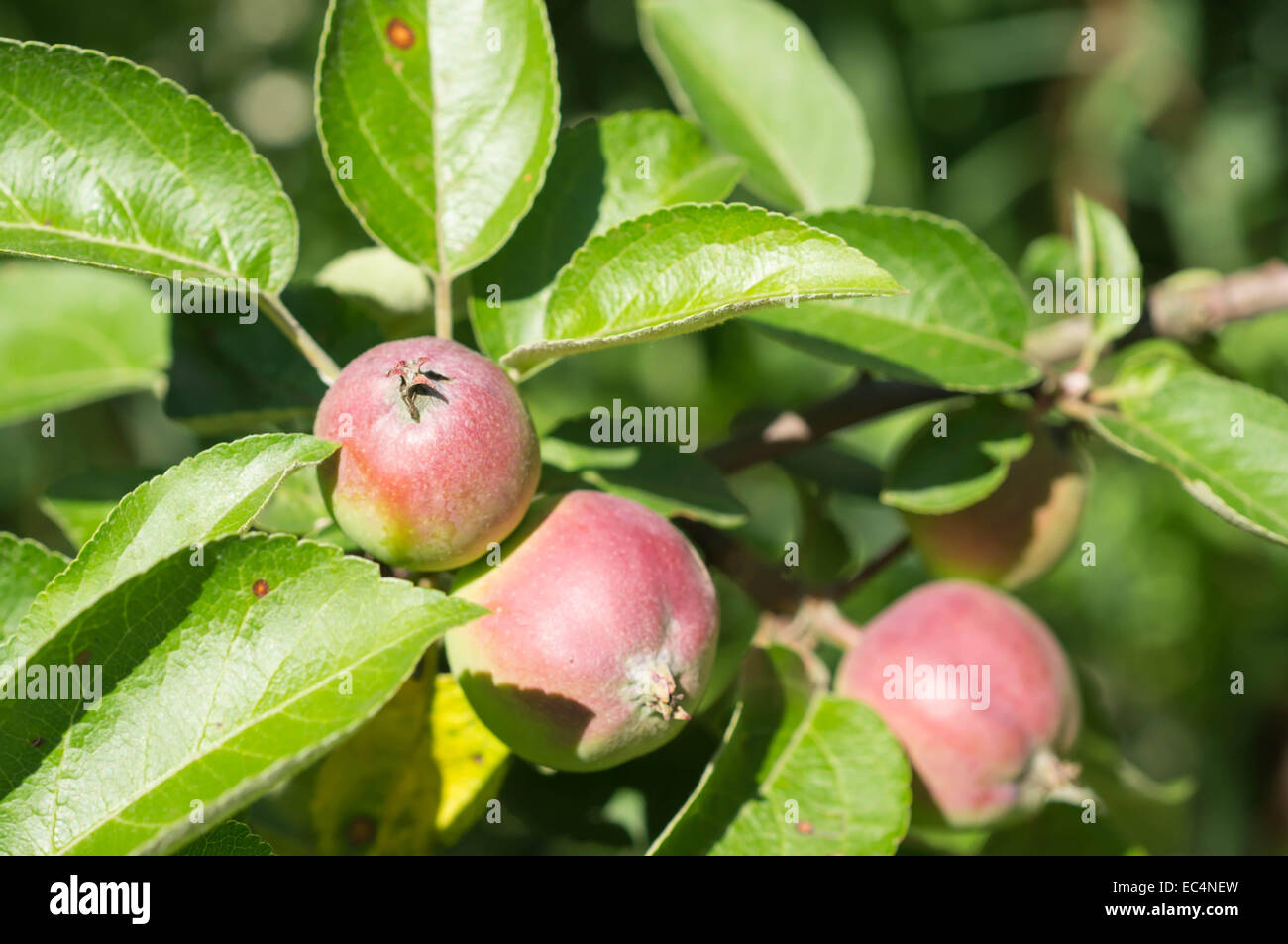 Shined with the sun hi-res stock photography and images - Alamy