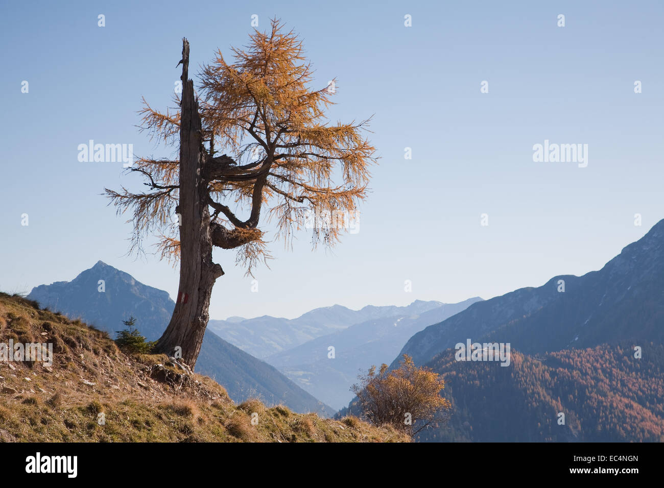Austrian larch hi-res stock photography and images - Alamy