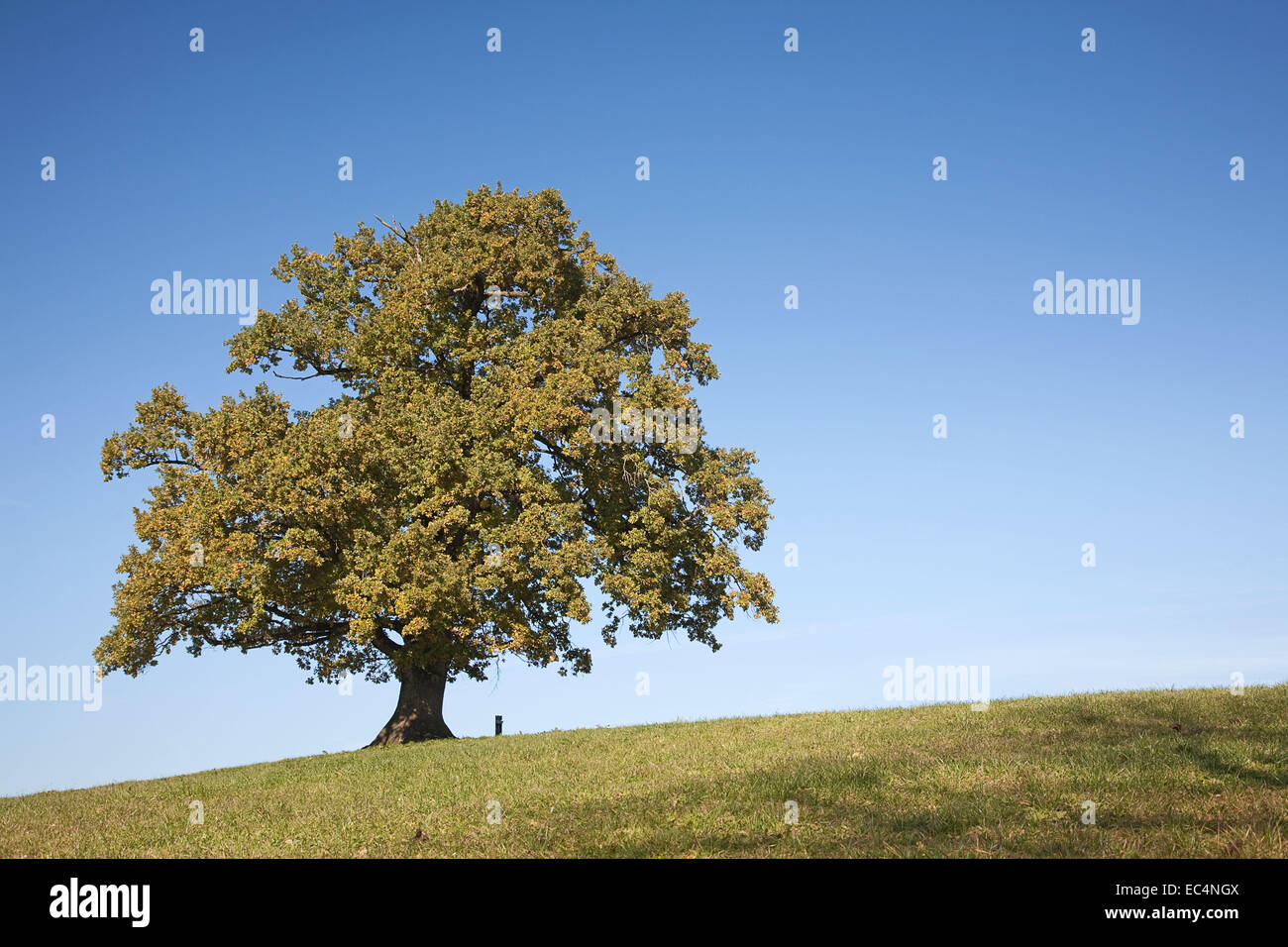 Oak tree standing alone on a green meadow Stock Photo - Alamy