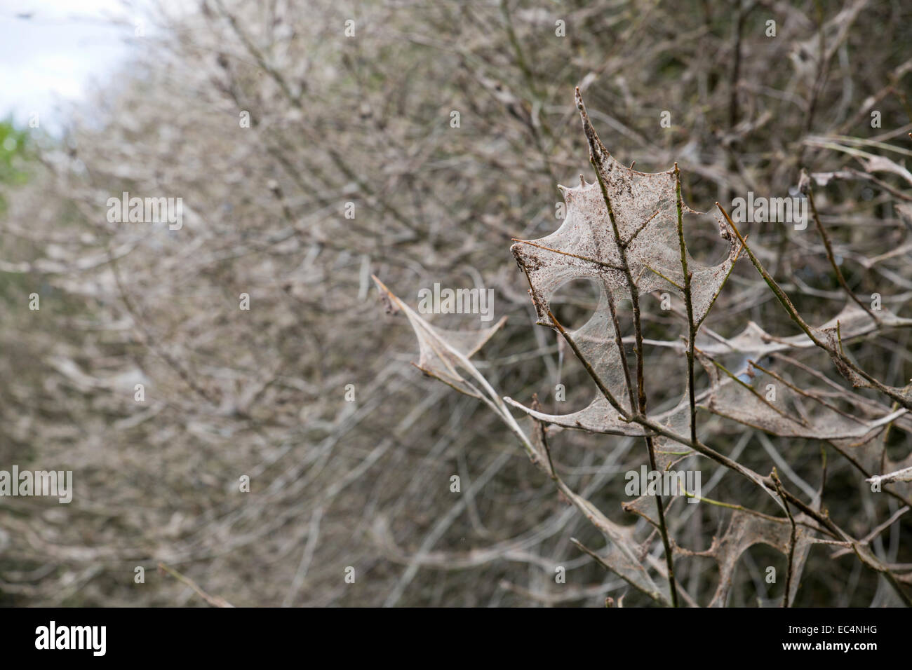 Bird Cherry Ermine Moth Caterpillar; Yponomeuta evonymella; Summer; UK ...