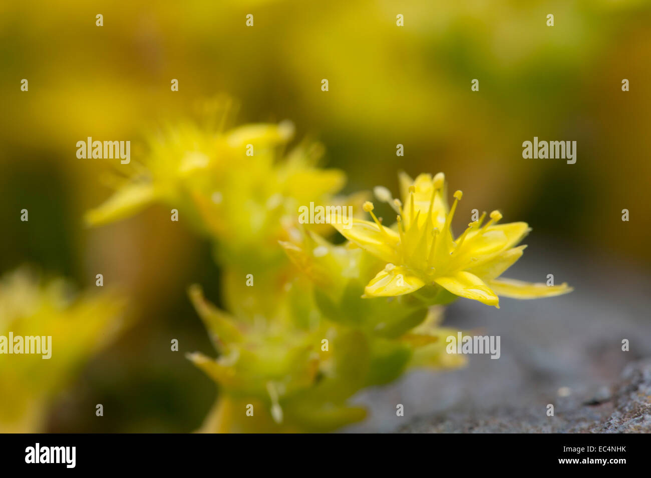 Biting Stonecrop; Sedum acre; Summer; UK Stock Photo - Alamy