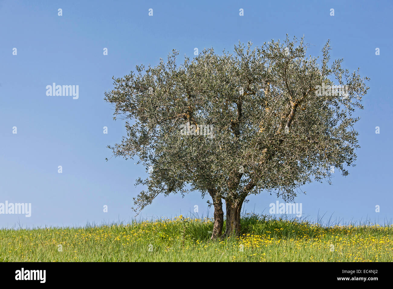 Indestructible trees hi-res stock photography and images - Alamy
