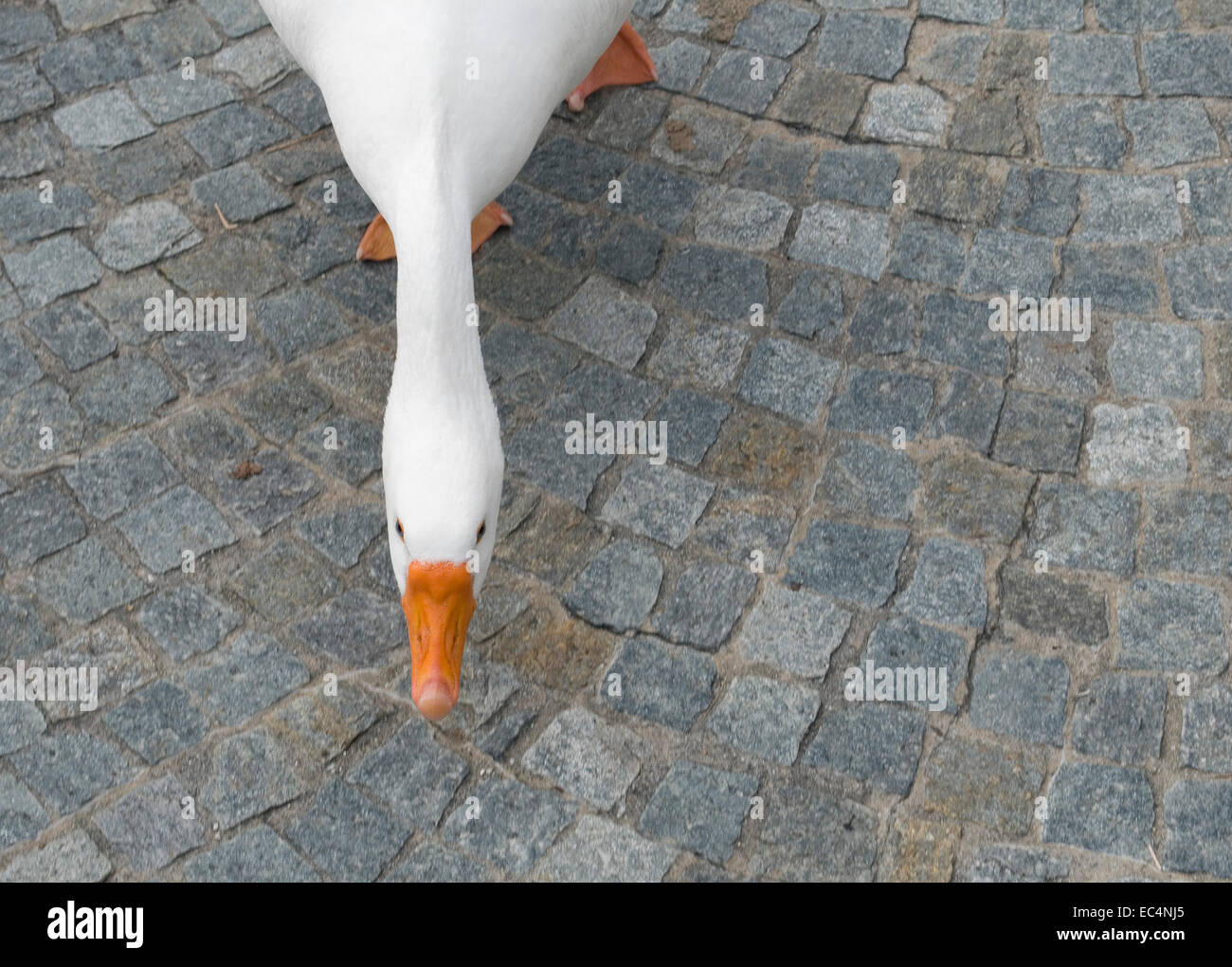 Aggressive White Goose Stock Photo - Alamy