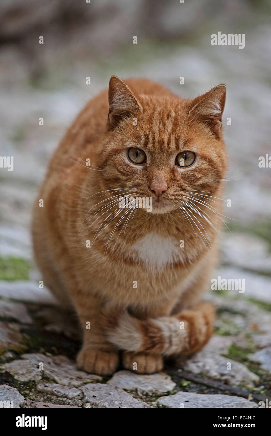 Cat with red fur Stock Photo - Alamy