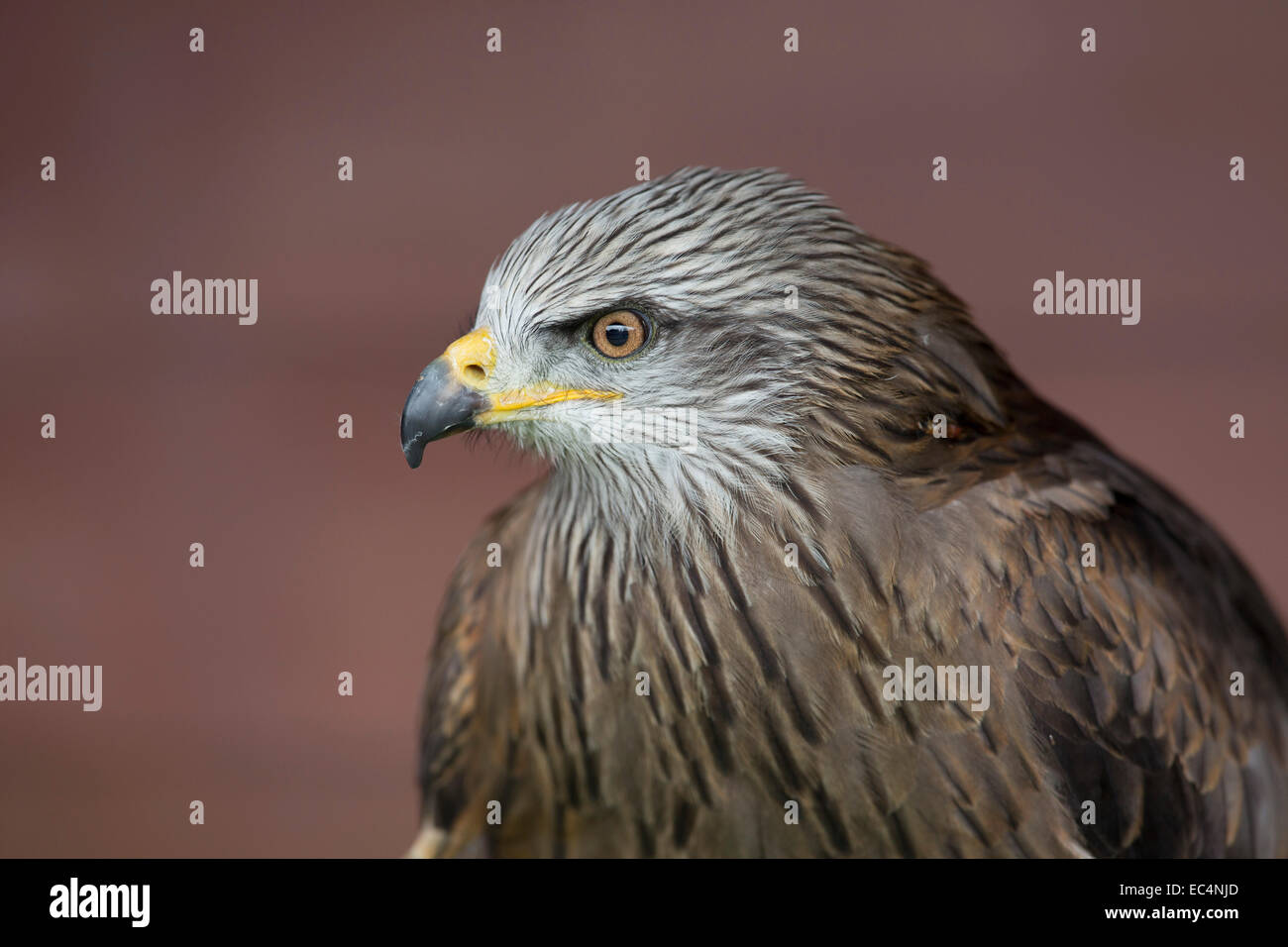 Black Kite; Milvus migrans; Captive; UK Stock Photo - Alamy