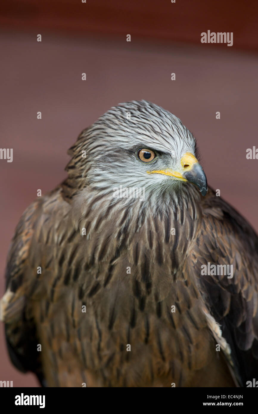 Black Kite; Milvus migrans; Captive; UK Stock Photo - Alamy