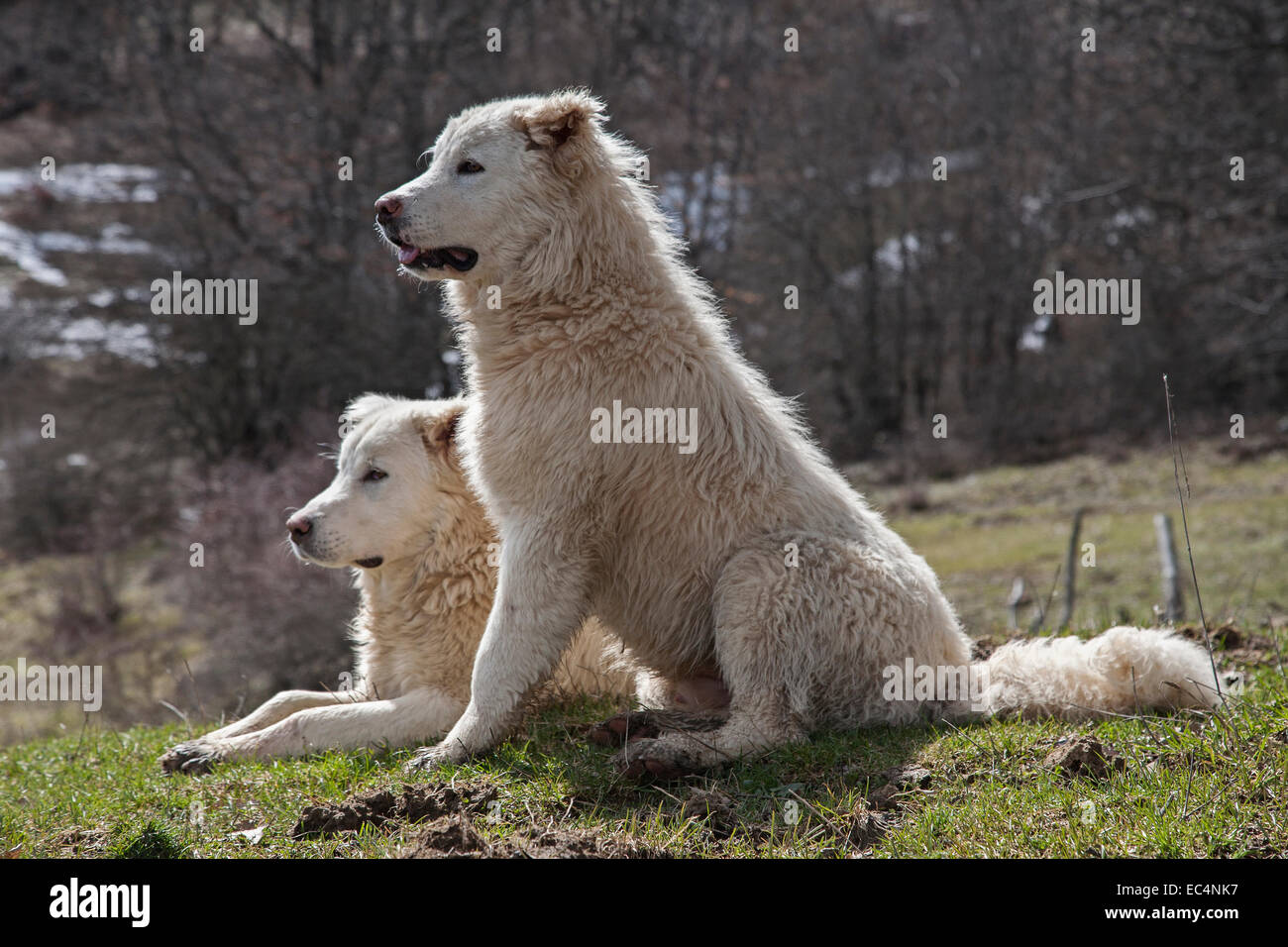 Two Maremma-Abruzzese sheepdogs Stock Photo - Alamy