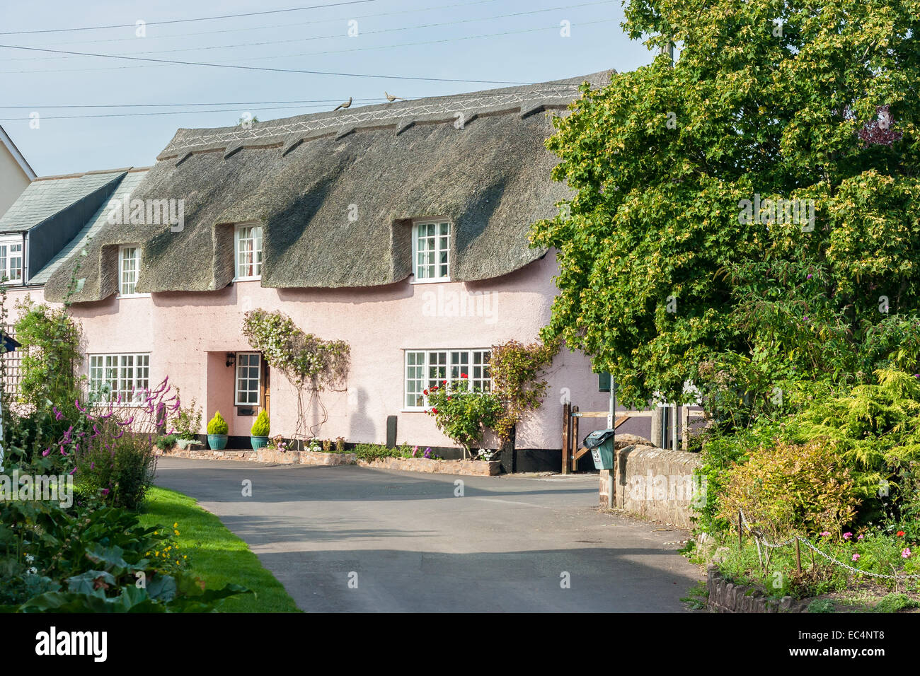 Pink thatch roof cottage. Somerset England Great Britain Stock Photo ...