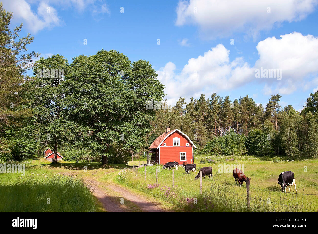 Swedish red and white cattle hi-res stock photography and images - Alamy