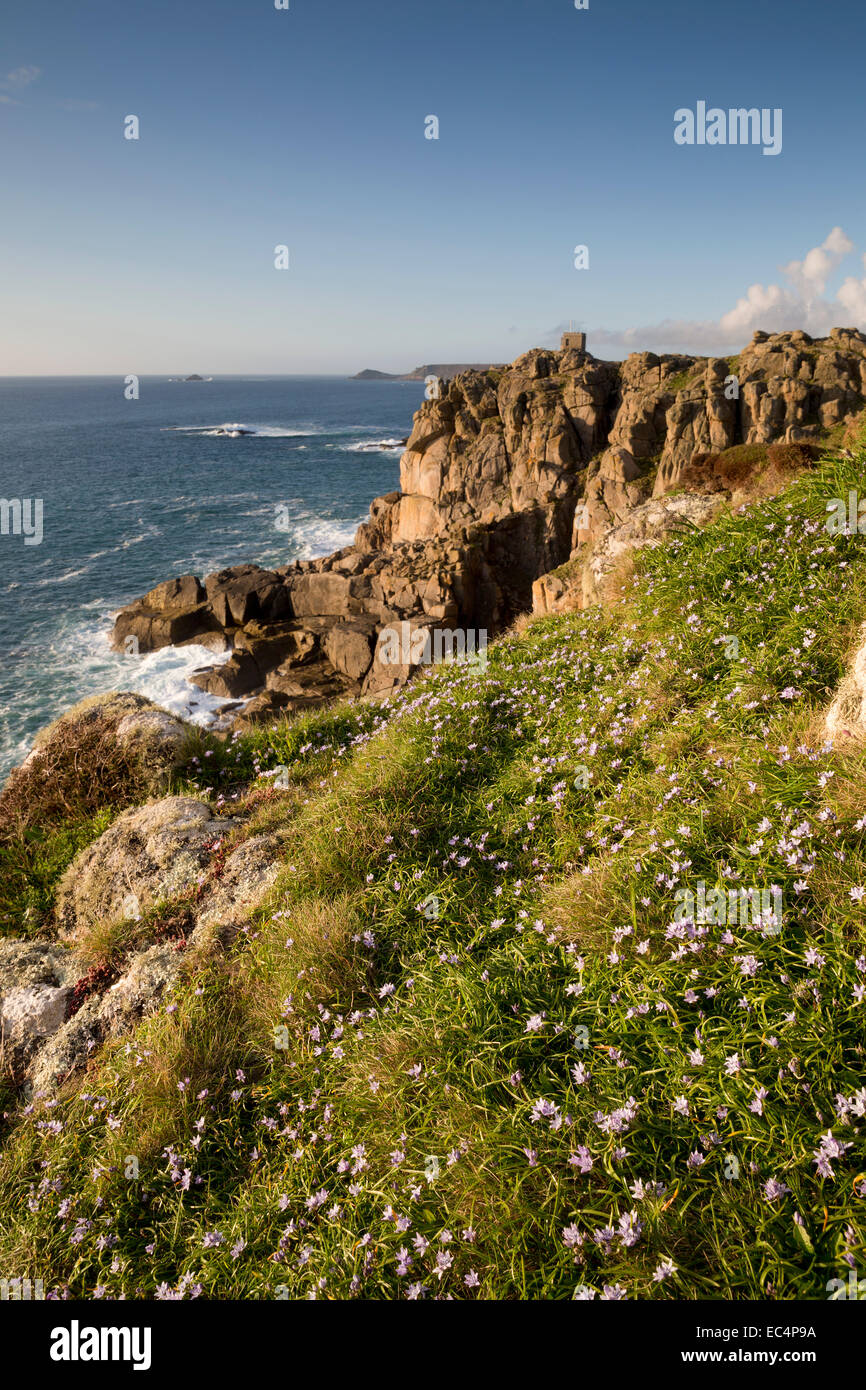 Spring Squill; Scilla verna; Sennen; Cornwall; UK Stock Photo - Alamy