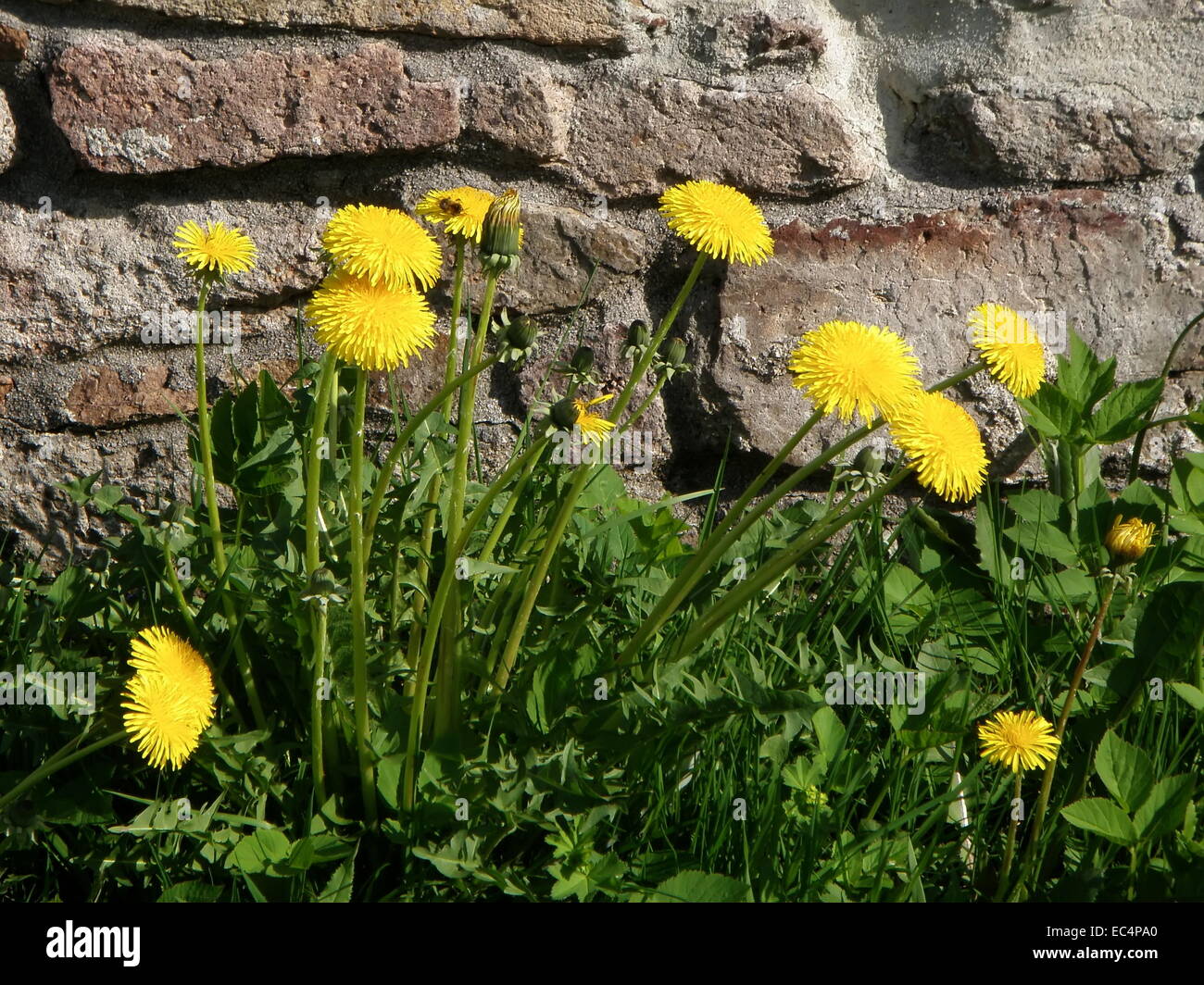 Dandelions in full bloom Stock Photo - Alamy