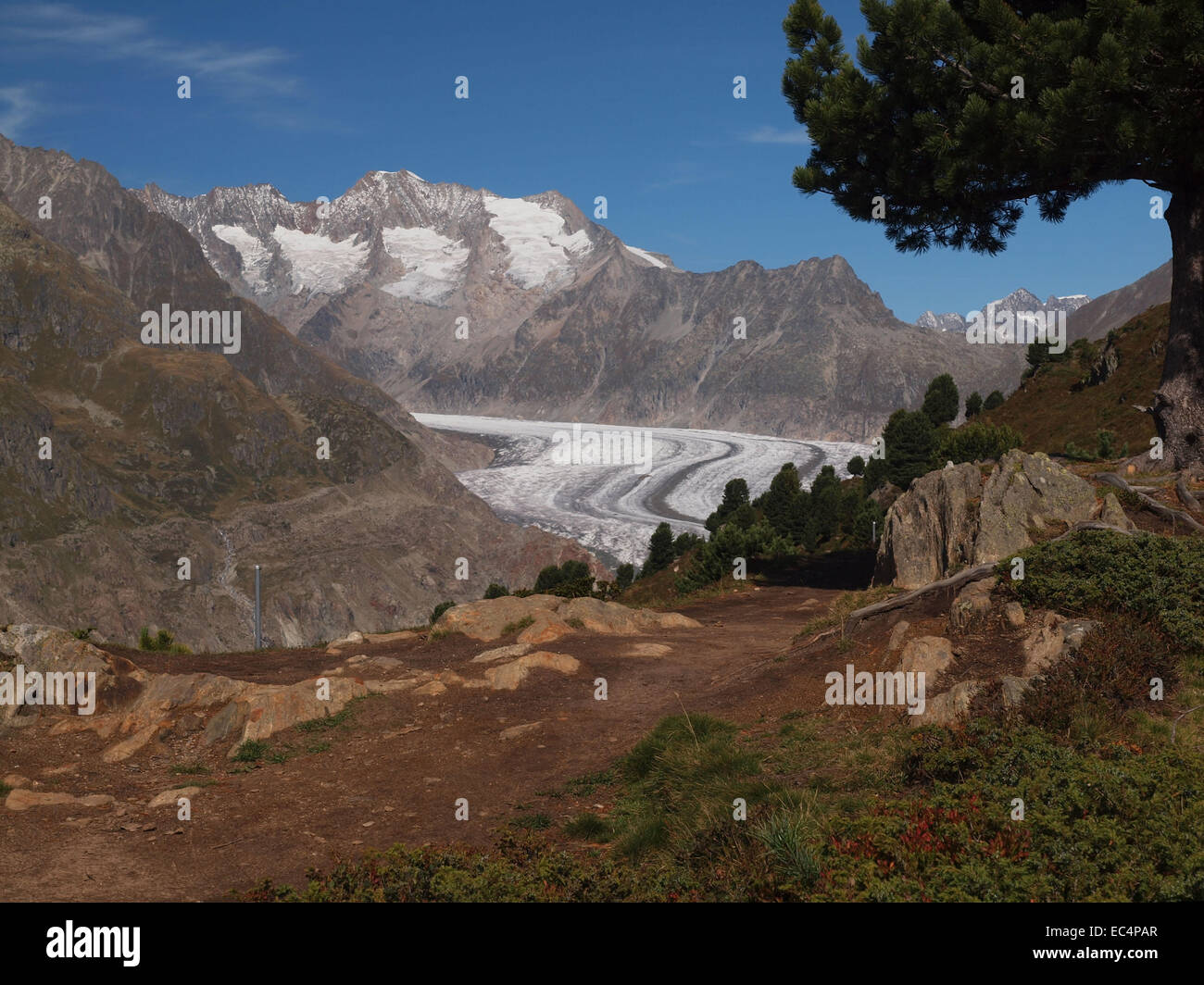 Aletschwald forest hi-res stock photography and images - Alamy