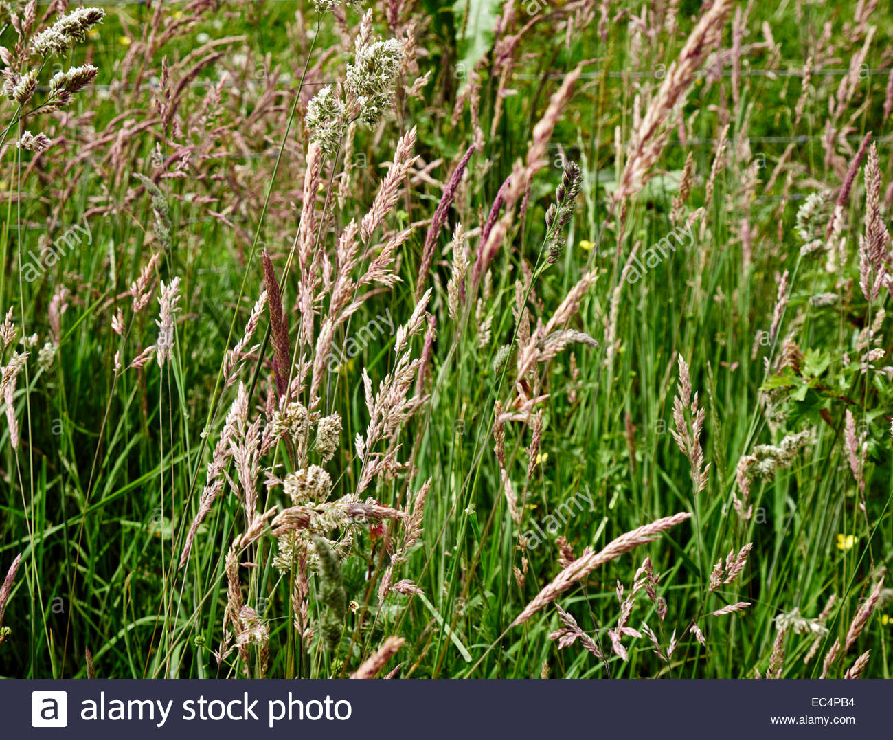 Creeping Grass Stock Photos & Creeping Grass Stock Images - Alamy