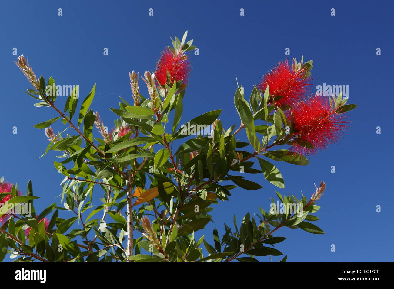 Callistemon with red flowers Stock Photo - Alamy