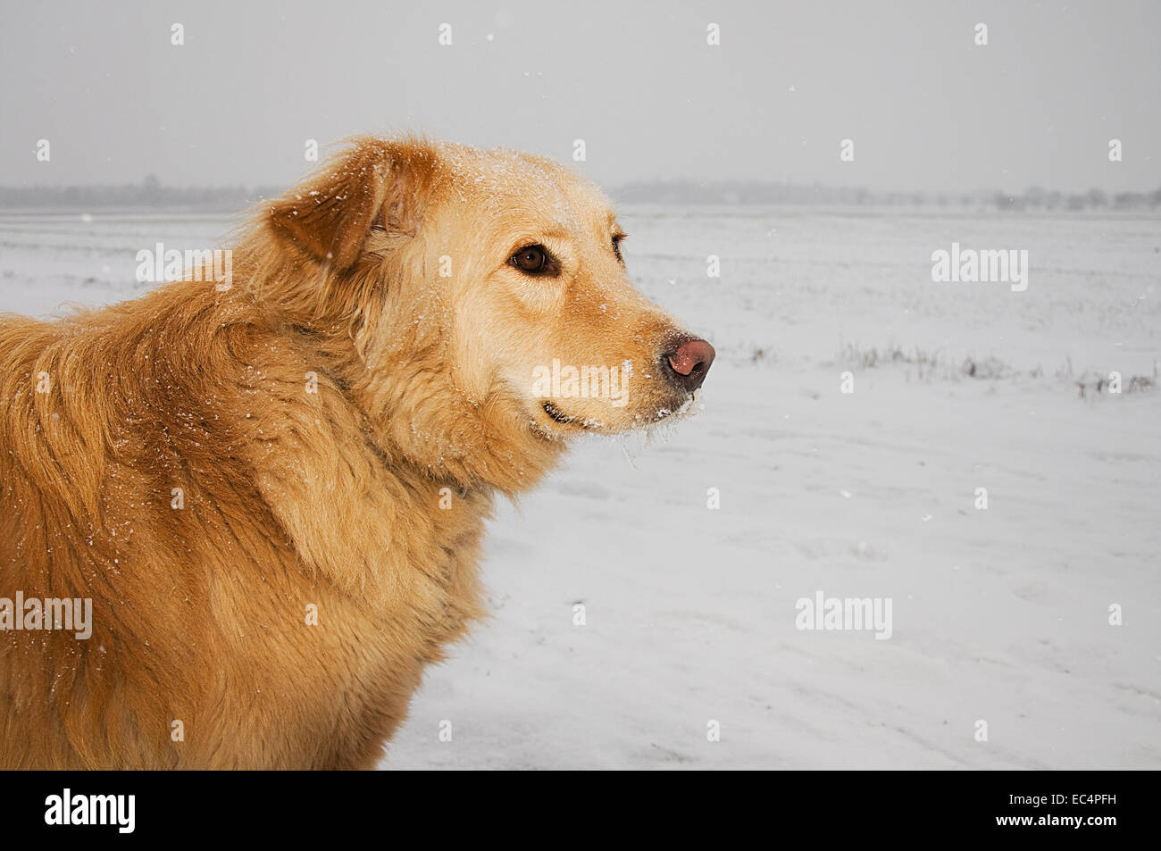 yellow dog with frozen face in a snow storm Stock Photo - Alamy