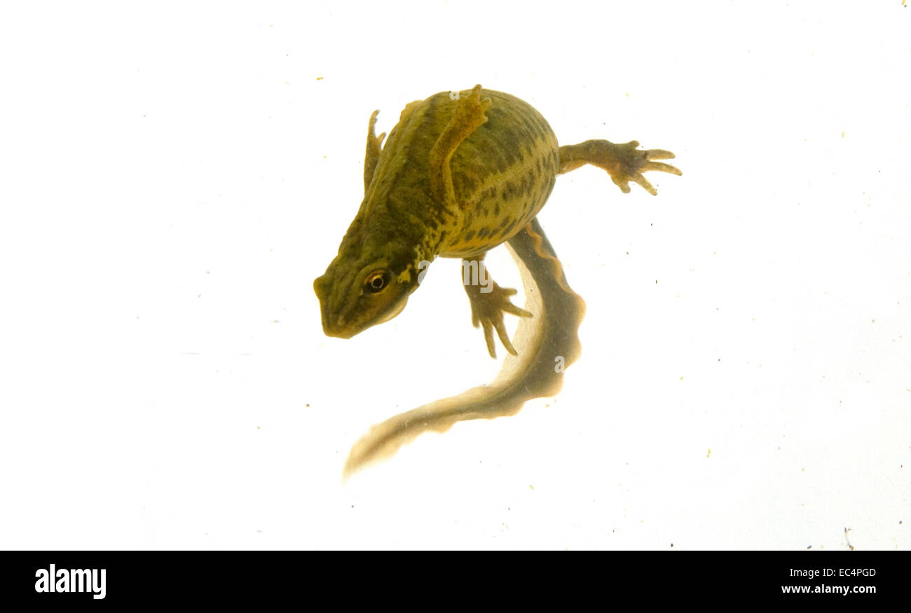 female smooth newt isolated on white background Stock Photo - Alamy