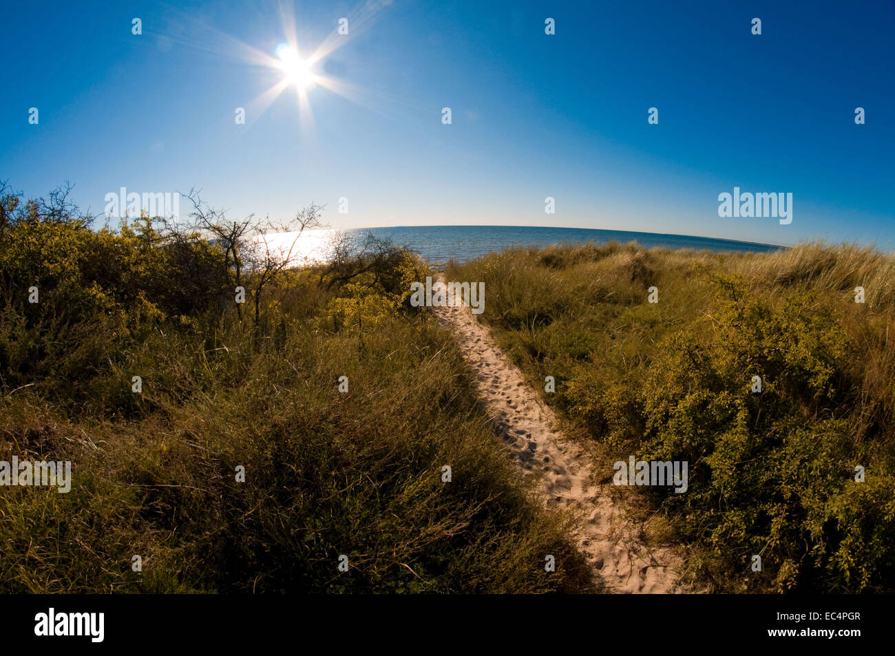 path through the dunes at falster, denmark Stock Photo - Alamy