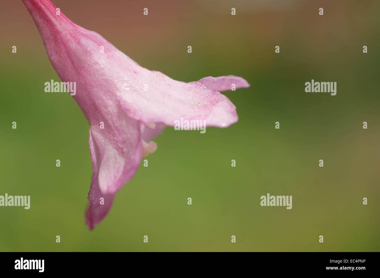 Pink flower, damp after a rain close up Stock Photo - Alamy