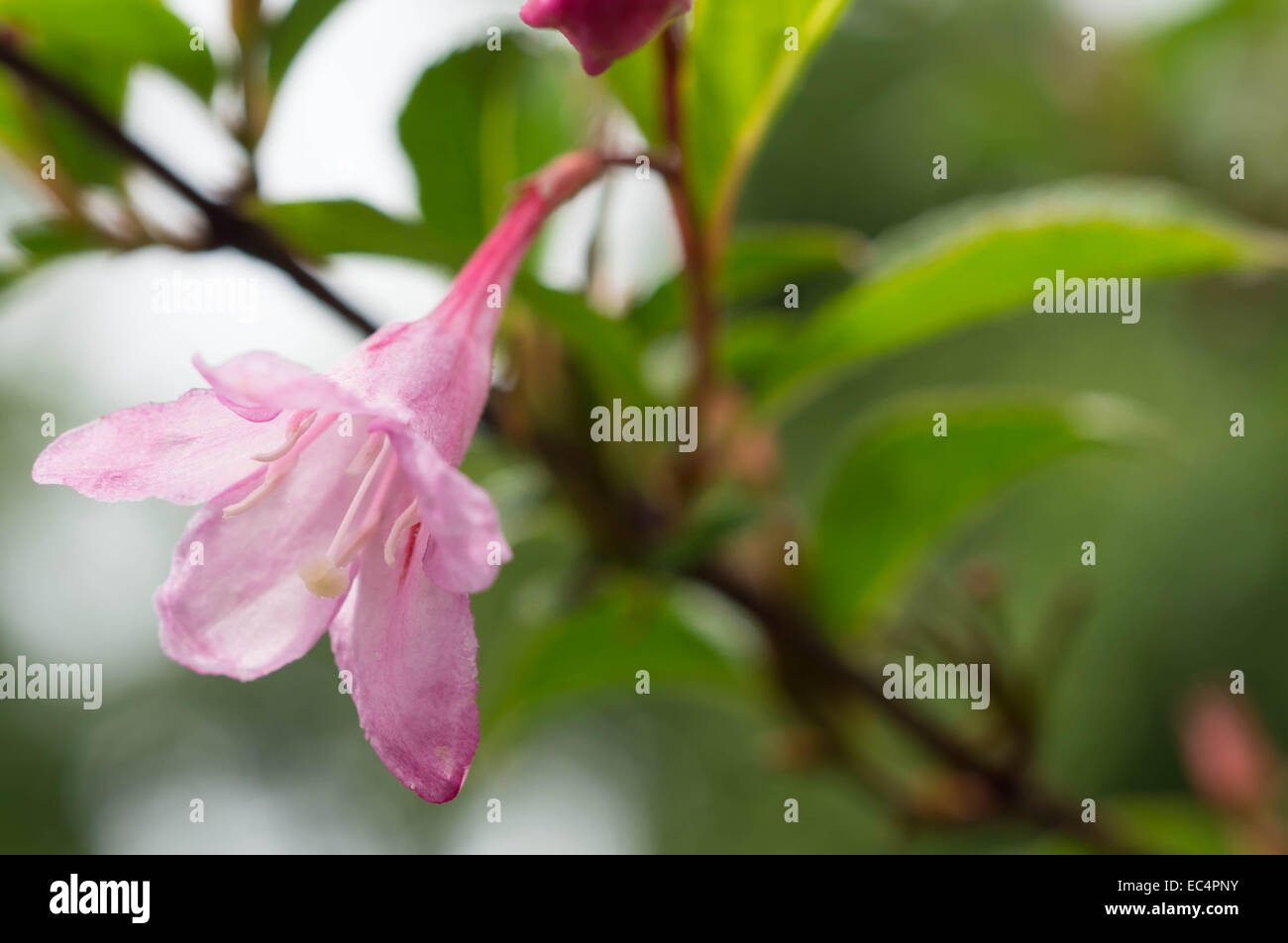 Pink flower after a rain close up Stock Photo - Alamy