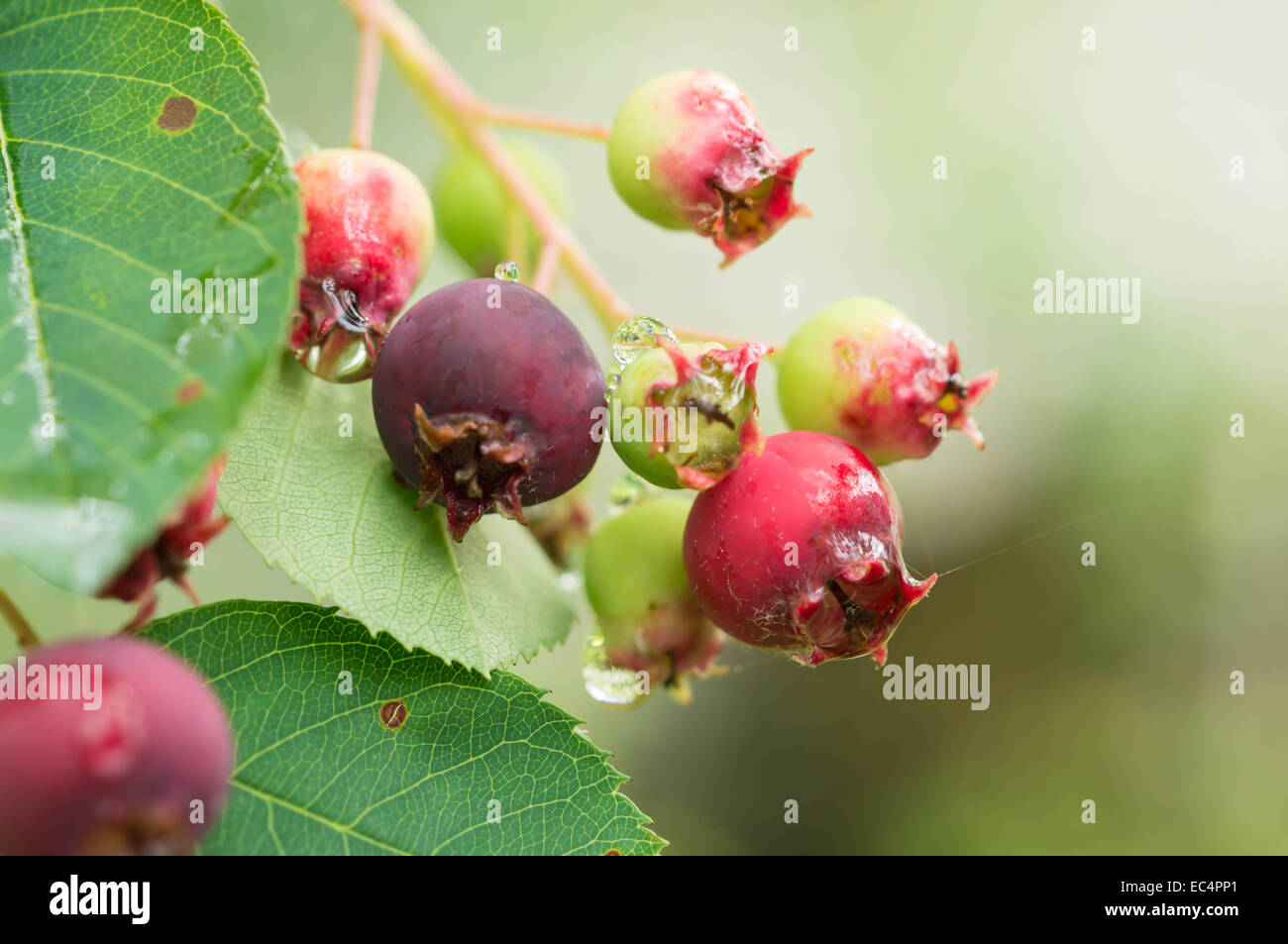Ripening berries on a branch after a rain Stock Photo - Alamy