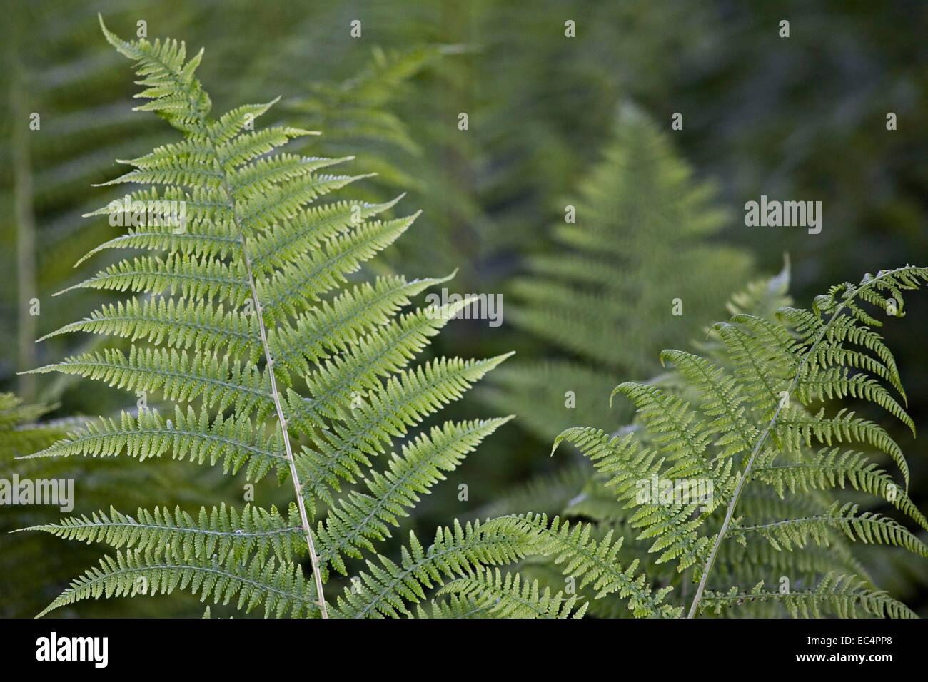 Cystopteris hi-res stock photography and images - Alamy