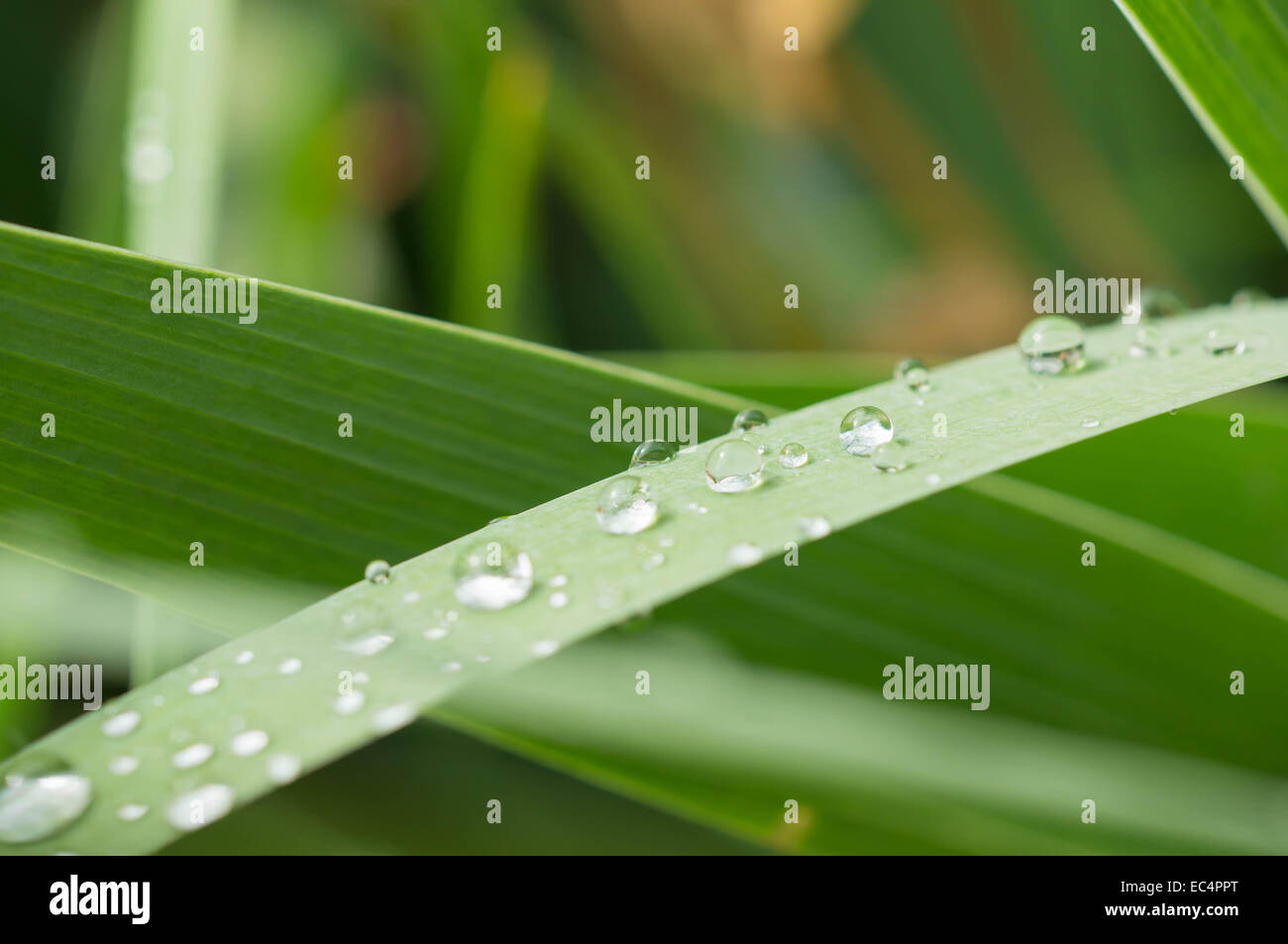 Grass and water hi-res stock photography and images - Alamy