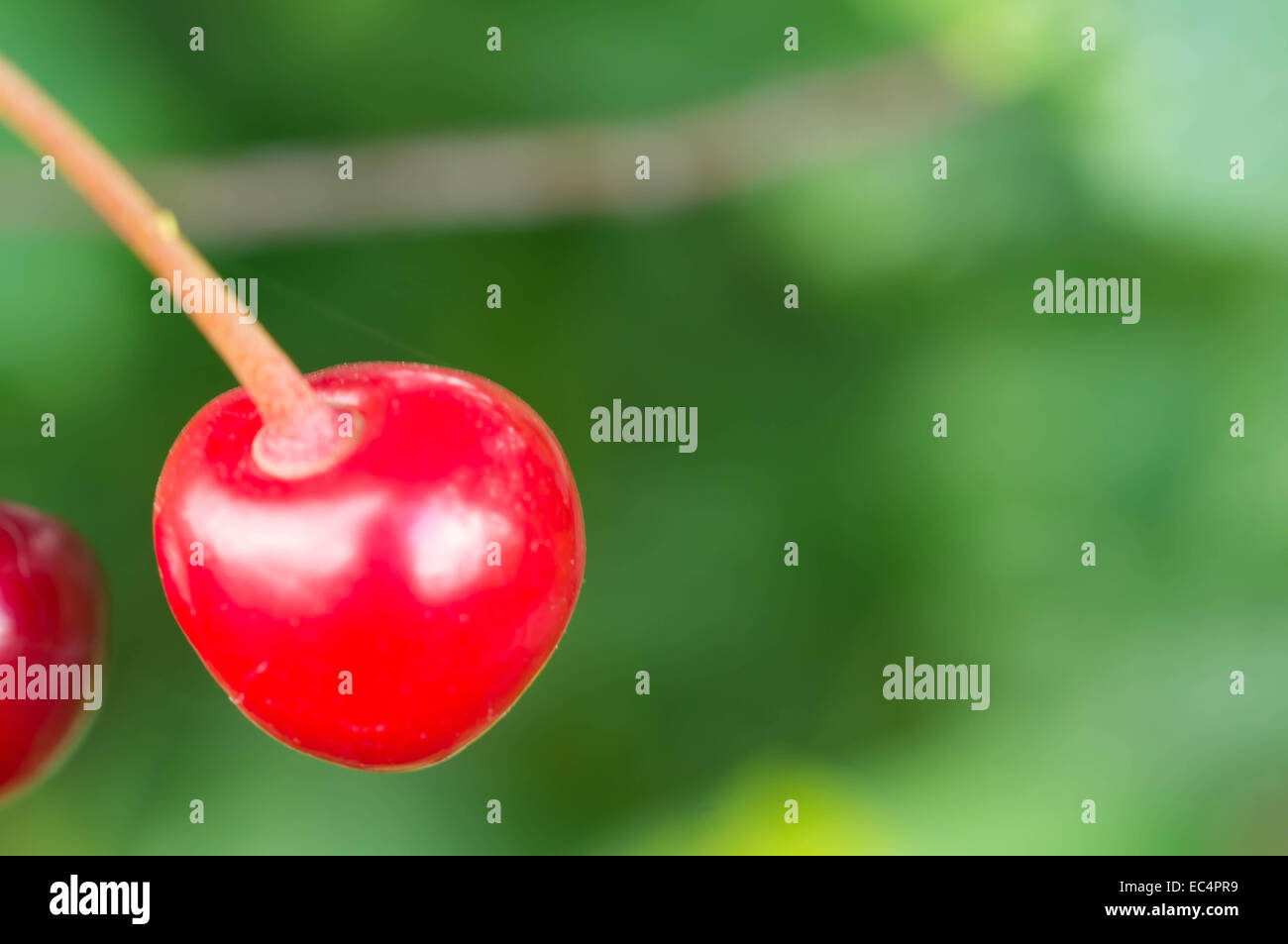 Ripe sweet cherry in hi-res stock photography and images - Alamy
