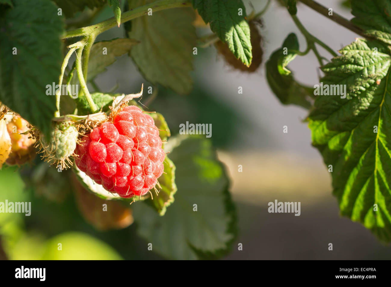 Raspberry berry on a branch shined with the sun Stock Photo - Alamy