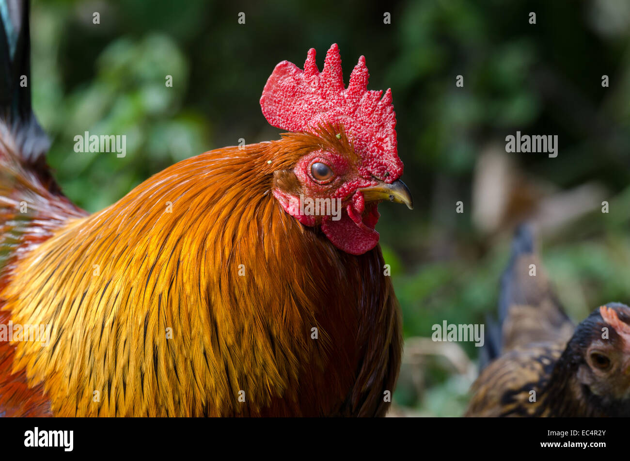 Rooster eye hi-res stock photography and images - Alamy