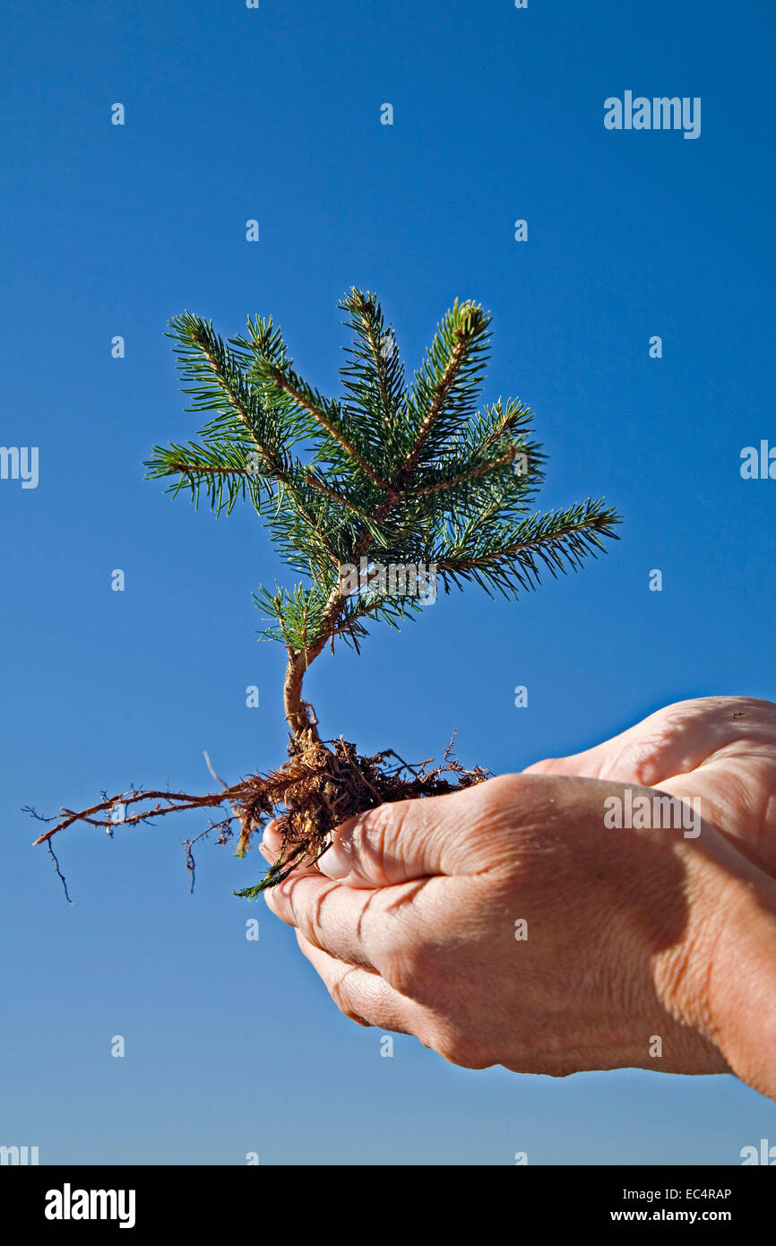 Small tree with hands Stock Photo - Alamy