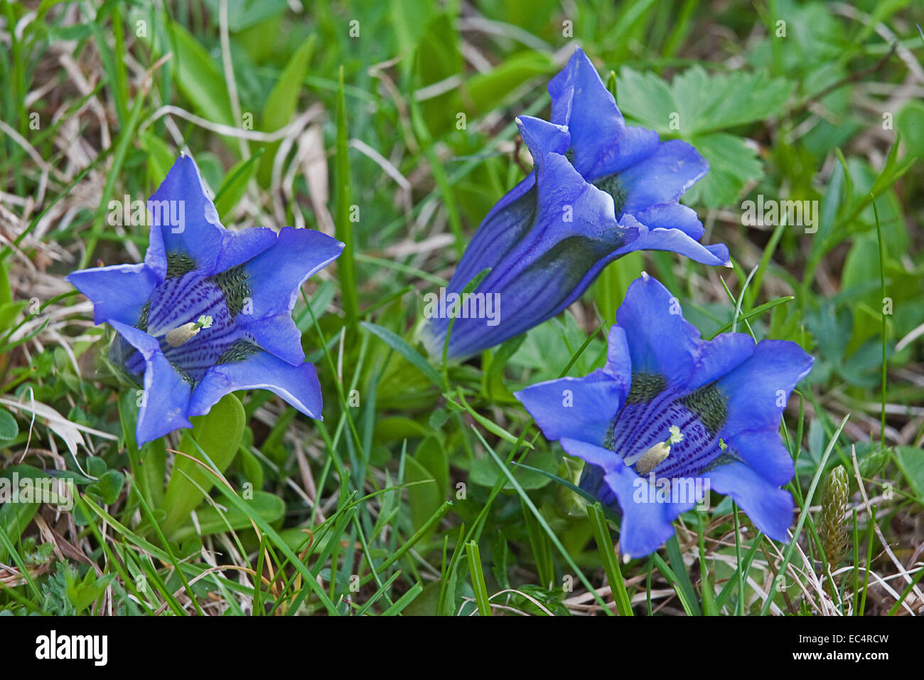 Large yellow gentian hi-res stock photography and images - Alamy